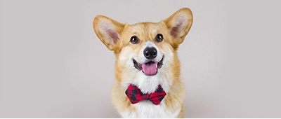 Danny & Ron's Rescue