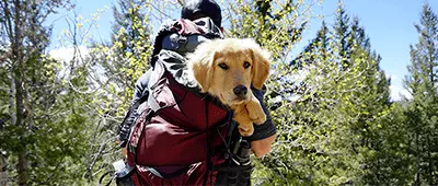 Danny & Ron's Rescue