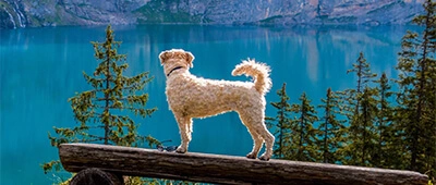 Danny & Ron's Rescue