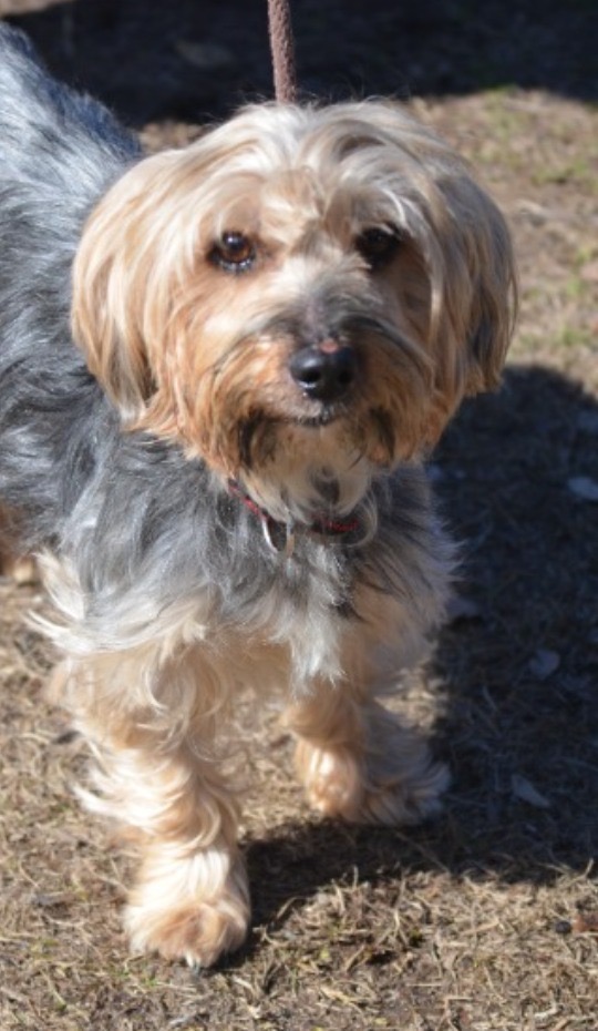 Danny & Ron's Rescue