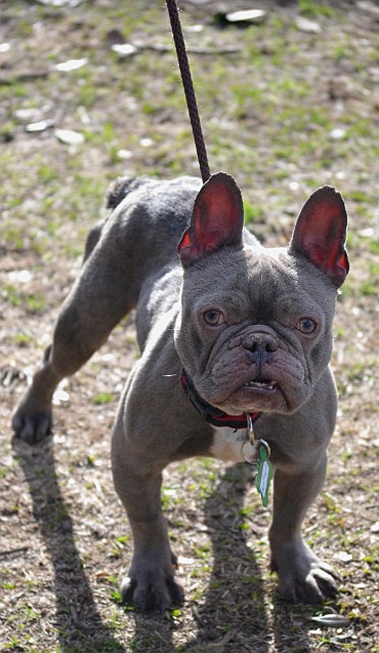 Danny & Ron's Rescue