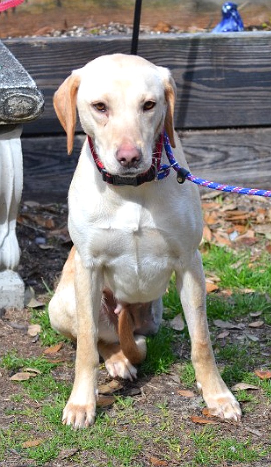 Danny & Ron's Rescue