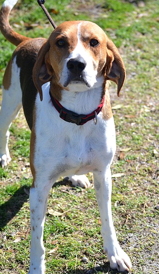 Danny & Ron's Rescue