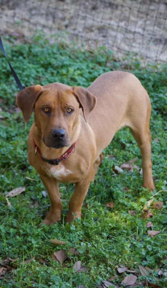 Danny & Ron's Rescue