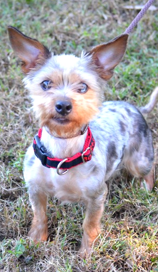 Danny & Ron's Rescue