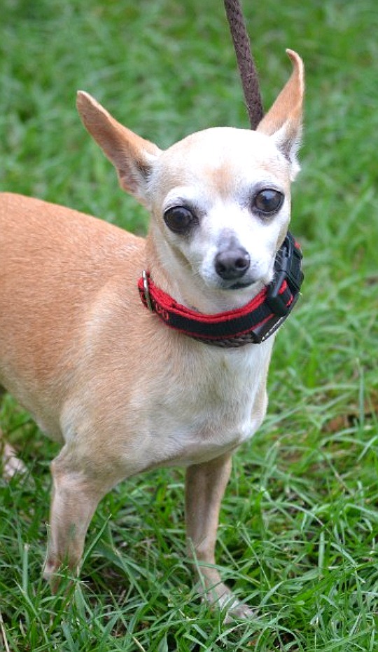 Danny & Ron's Rescue