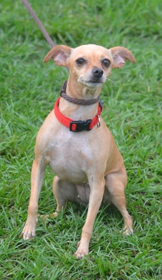 Danny & Ron's Rescue