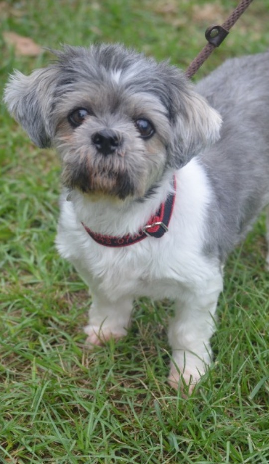 Danny & Ron's Rescue