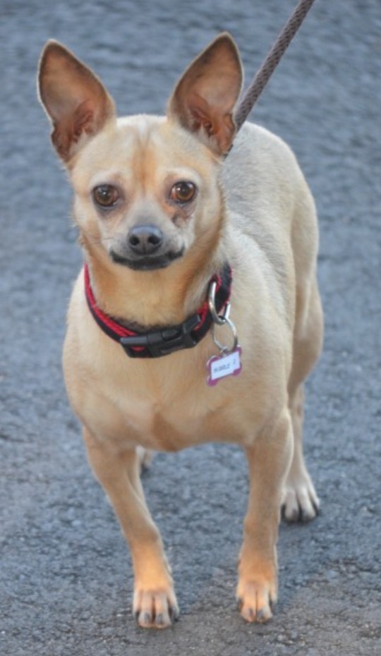 Danny & Ron's Rescue