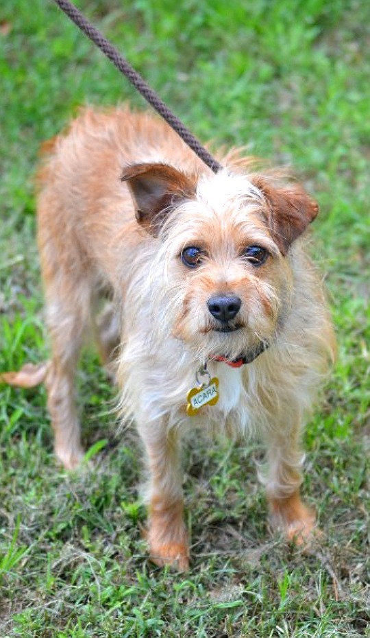 Danny & Ron's Rescue