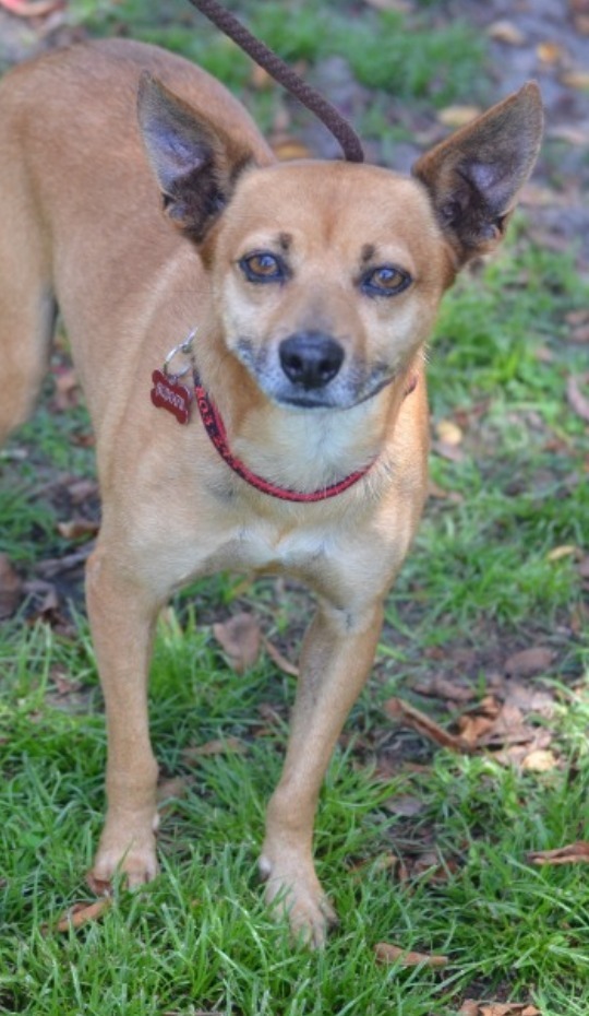 Danny & Ron's Rescue