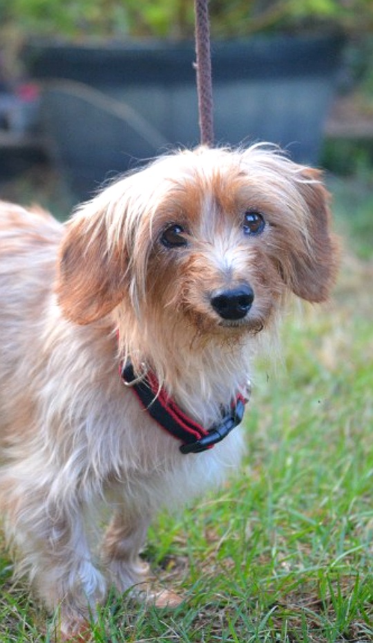 Danny & Ron's Rescue