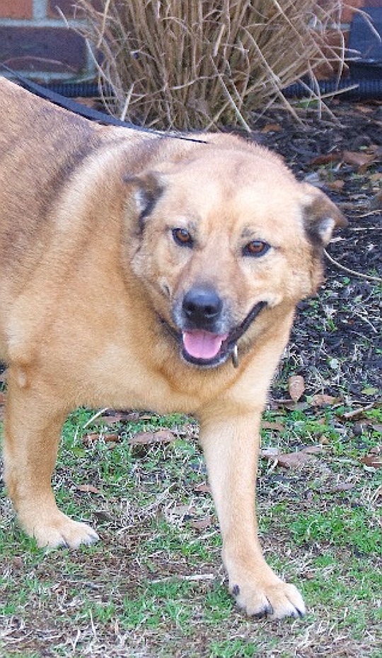 Danny & Ron's Rescue