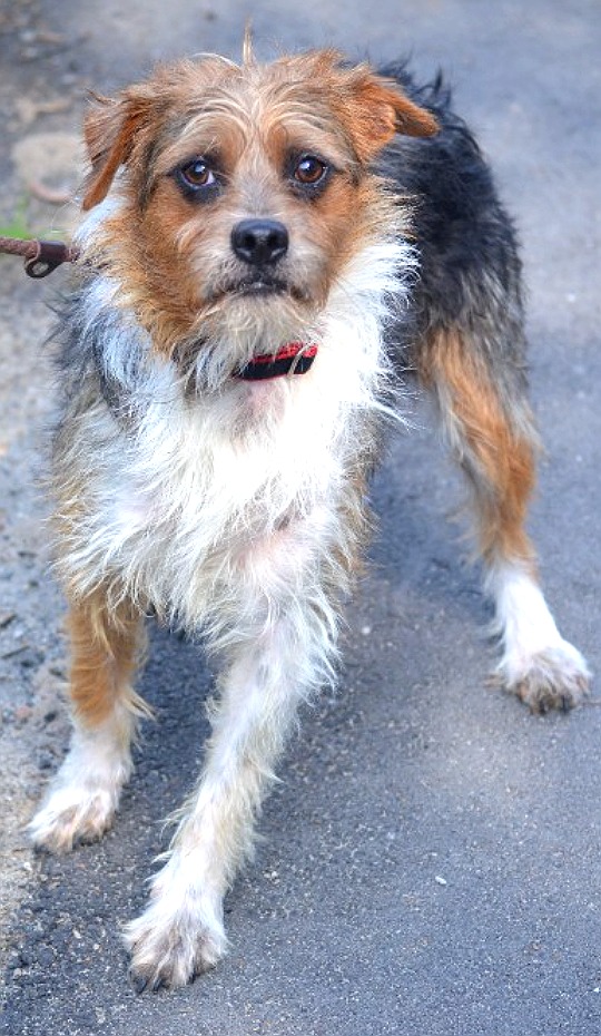 Danny & Ron's Rescue