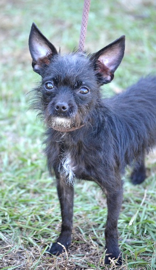 Danny & Ron's Rescue