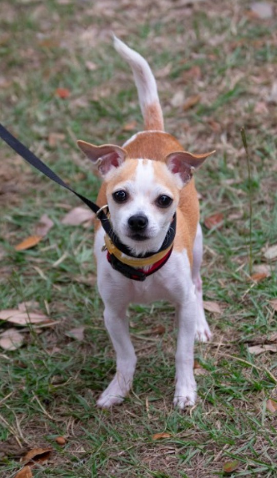 Danny & Ron's Rescue