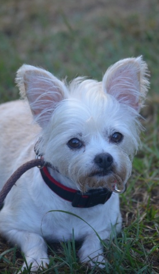 Danny & Ron's Rescue