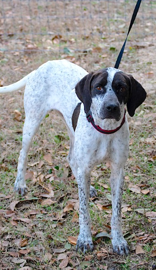 Danny & Ron's Rescue