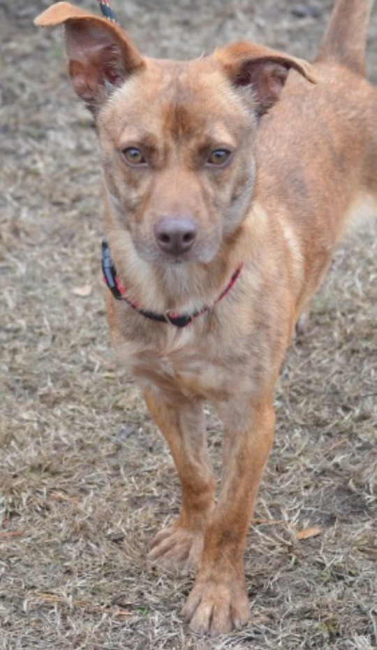 Danny & Ron's Rescue